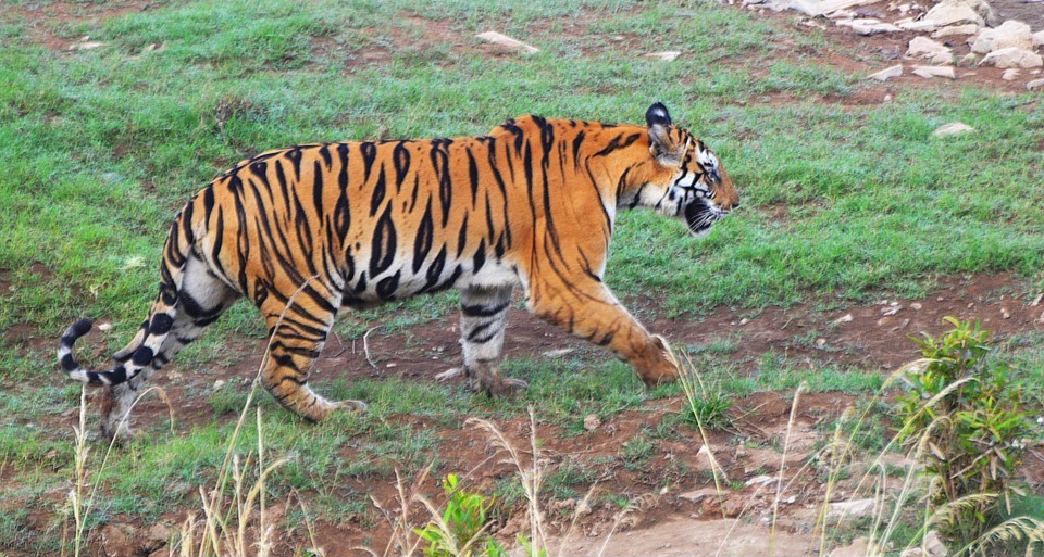 Ratapani Wildlife Sanctuary Declared Madhya Pradesh’s Eighth Tiger Reserve